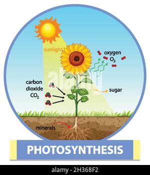 Diagram showing sunflower and process of photosynthesis illustration ...