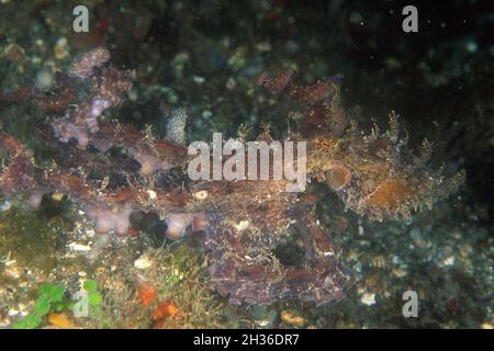 Algae Octopus, Abdopus aculeatus, night dive, Scuba Seraya House Reef ...