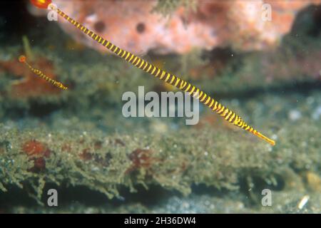 Yellow Banded Pipefish, Duckerocampus pessuliferus, Rhino City dive ...