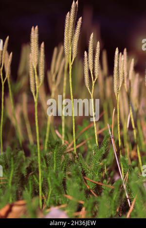Club Moss, Lycopodium clavatum, stem TS. darkfield illumination Stock ...