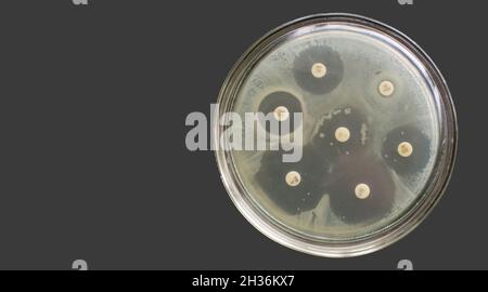 Antibiogram multiple drug resistance bacteria antimicrobial ...