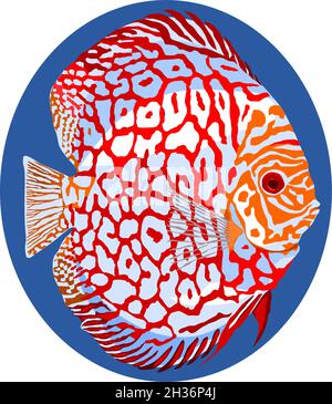 Vector of discus fish Stock Vector Image & Art - Alamy