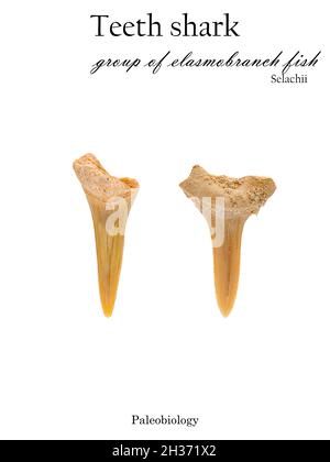 Petrified prehistoric shark tooth. Macro. Tertiary period of the ...