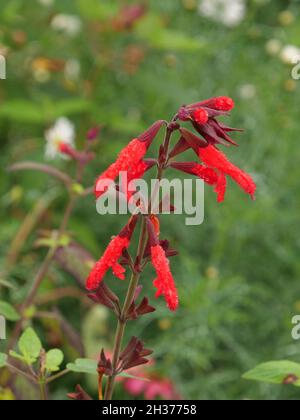 Tropical sage (Salvia coccinea) flowers - Davie, Florida, USA Stock ...