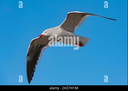 A kelp gull, Larus dominicarus, flying. Pebble Island, Falkland Islands ...