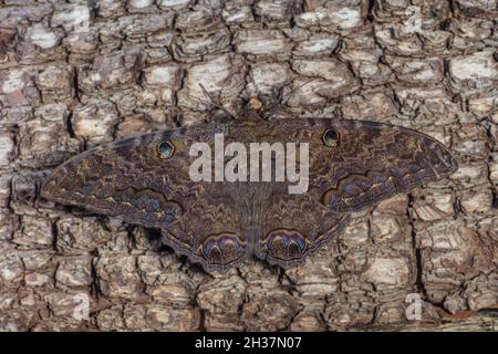 The black witch moth {Ascalapha odorata} is known as the harbinger of ...