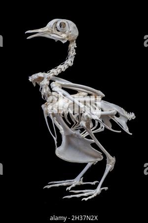 Skeleton of a pigeon Stock Photo - Alamy