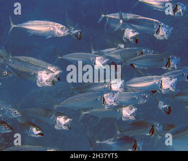Shoal of Indian Mackerel, Rastrelliger kanagurta, Marsa Alam, Red Sea ...
