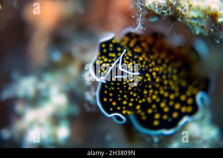 A Gold Spotted Flatworm (Thysanozoon nigropapillosum) in the Red Sea ...