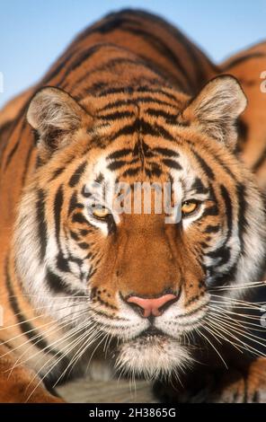 Asia; Southeast Asia; India; Wildlife; Predators; Felines; Tiger ...