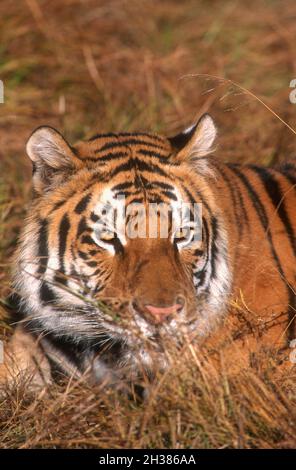 Asia; Southeast Asia; India; Wildlife; Predators; Felines; Tiger ...