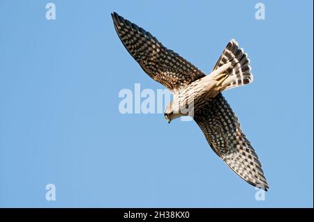 Cooper's hawk in flight during autumn migration Stock Photo - Alamy
