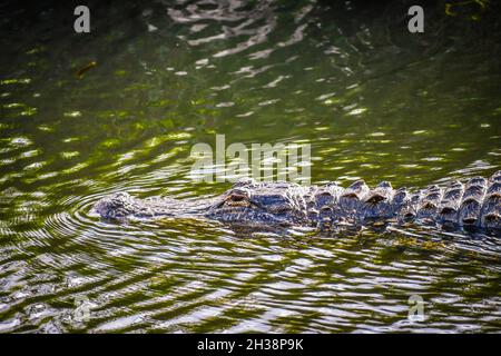 A large American Alligator in Miami, Florida Stock Photo - Alamy