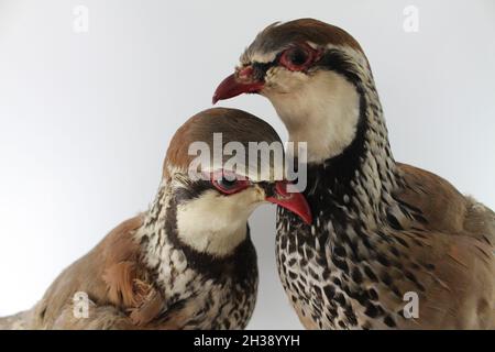 stuffed spanish partridge Stock Photo - Alamy