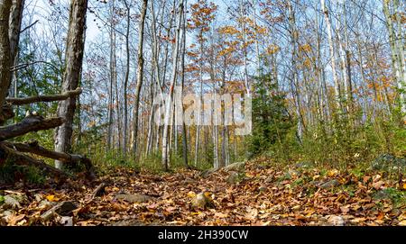 Autumn came to the wild, deciduous forests of Ontario and covered them ...