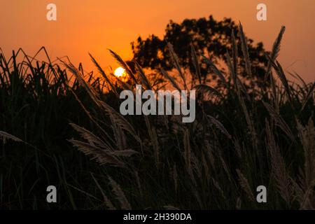 Pampas grass field at sunset by Kaveri River in Mysore, Karnataka ...
