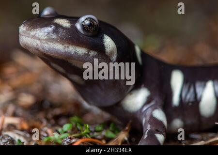 An endangered California tiger salamander (Ambystoma californiense) on ...