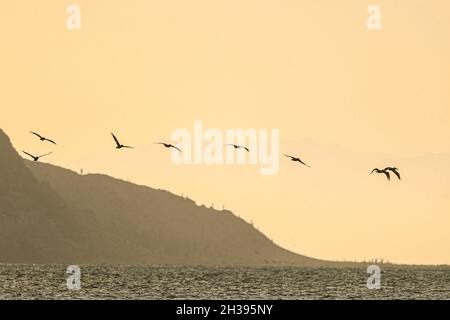 Pelicanos and Isla del Alcatraz en bahia Kino , Sonora Mexico ...