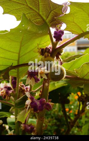 Naranjilla fruits (Solanum quitoense). These edible fruits are native ...