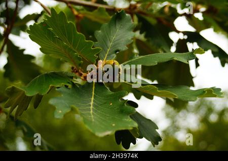 Quercus macranthera, Caucasian Oak acorn Stock Photo - Alamy