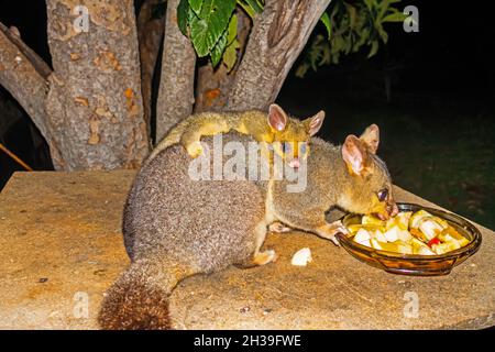 Common Brushtail Possum (Trichosurus vulpecula) Pouch Embryo New ...