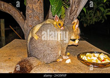 Common Brushtail Possum (Trichosurus vulpecula) Pouch Embryo New ...