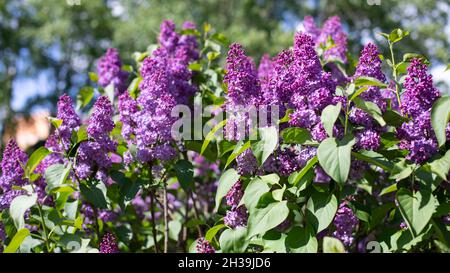 Siringa blossom fresh flower. Purple lilac blossom flower, natural ...