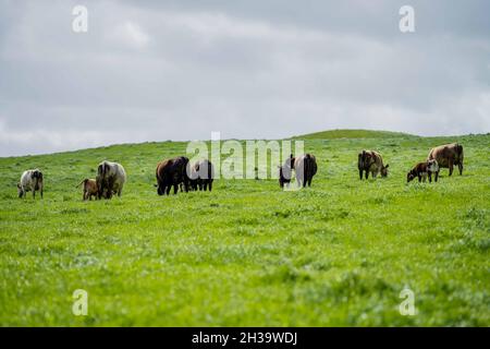 spotty bull on the green field Stock Photo - Alamy