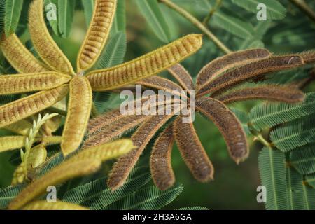 Mimosa pigra with natural background. Mimosa pigra, commonly known as ...