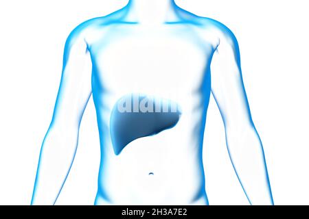Liver, Organ, Human Body, Medical 3D Model Stock Photo - Alamy