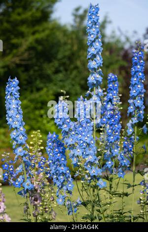 Closeup of beautiful flowers of Delphinium elatum also known as alpine ...