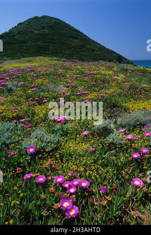 FRANCE. SOUTH CORSICA (2A) SANGUINARY ISLAND (ILES SANGUINAIRES Stock ...