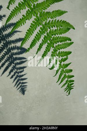 Shadow Silhouette of Fern Leaf on a bright Orange Background. Botanical ...