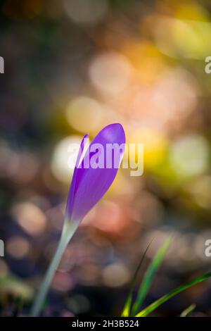 Beautiful blue crocus closeup Stock Photo - Alamy