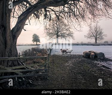 A frozen winter scene as black sheep look on in the distance Stock ...