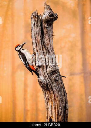 Great Spotted Woodpecker Scottish Borders, Hawick Stock Photo - Alamy