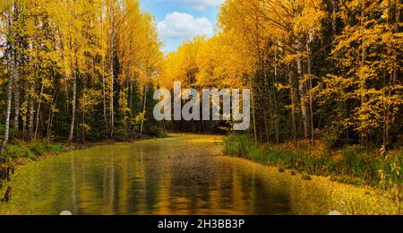 autumn trees with reflection in a lake. abstract watercolor landscape ...