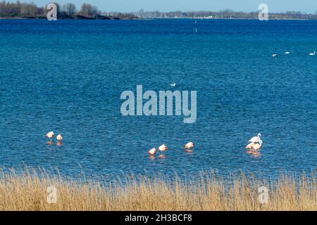 Colony of pink flamingos waterbirds wintering in Grevelingen salt lake ...