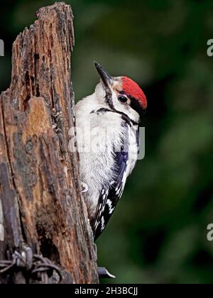 Great Spotted Woodpecker Scottish Borders, Hawick Stock Photo - Alamy