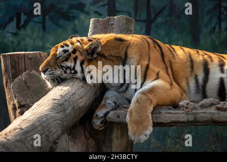 sad beautiful red tiger lies in an aviary Stock Photo - Alamy