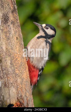 Great Spotted Woodpecker Scottish Borders, Hawick Stock Photo - Alamy