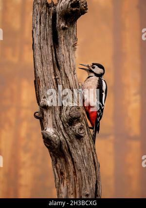Great Spotted Woodpecker Scottish Borders, Hawick Stock Photo - Alamy