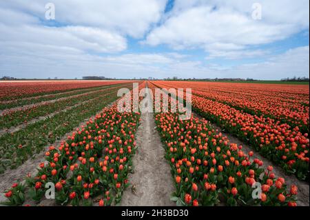 Tulip bulbs production industry, colorful tulip flowers fields in ...