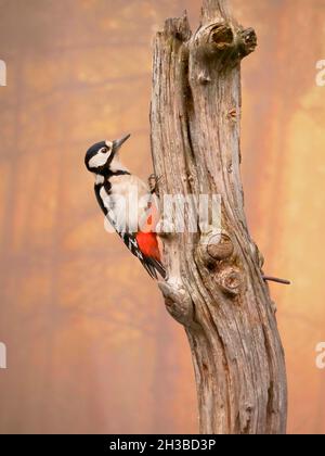 Great Spotted Woodpecker Scottish Borders, Hawick Stock Photo - Alamy
