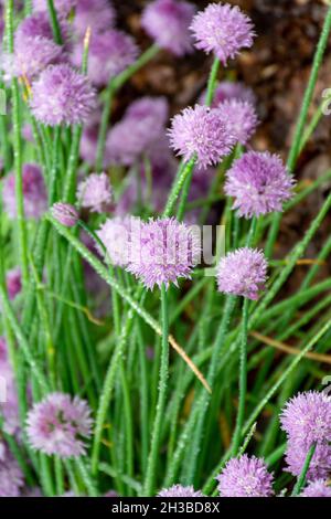 Botanical collection, violet blossom of edible, medicinal, ornamental ...