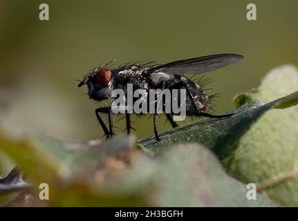Close-up shot of an Anthomyia on a leaf Stock Photo - Alamy
