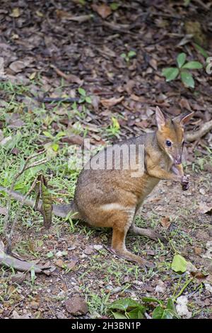 a red-legged pademelon in the tropical rainforest at lake eacham of ...