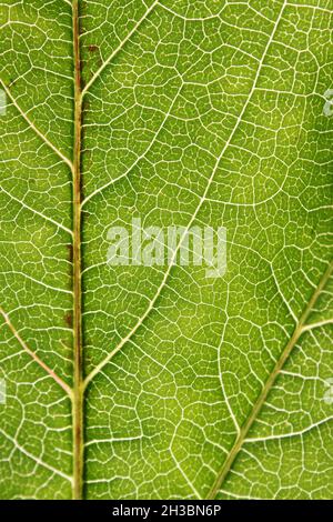 close up of vine leaf with translucent veins in autumn Stock Photo - Alamy
