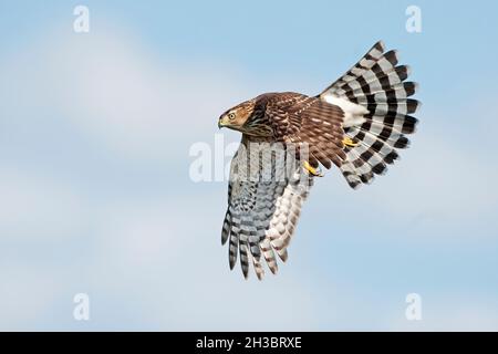 Cooper's hawk flight during autumn migration Stock Photo - Alamy