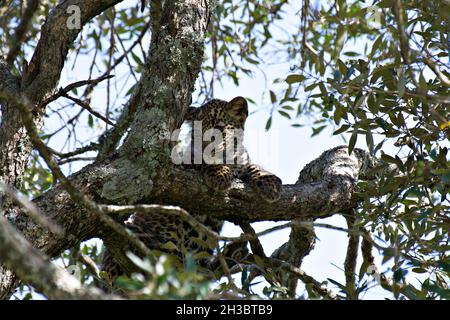 Baby leopard hiding in trees Stock Photo - Alamy